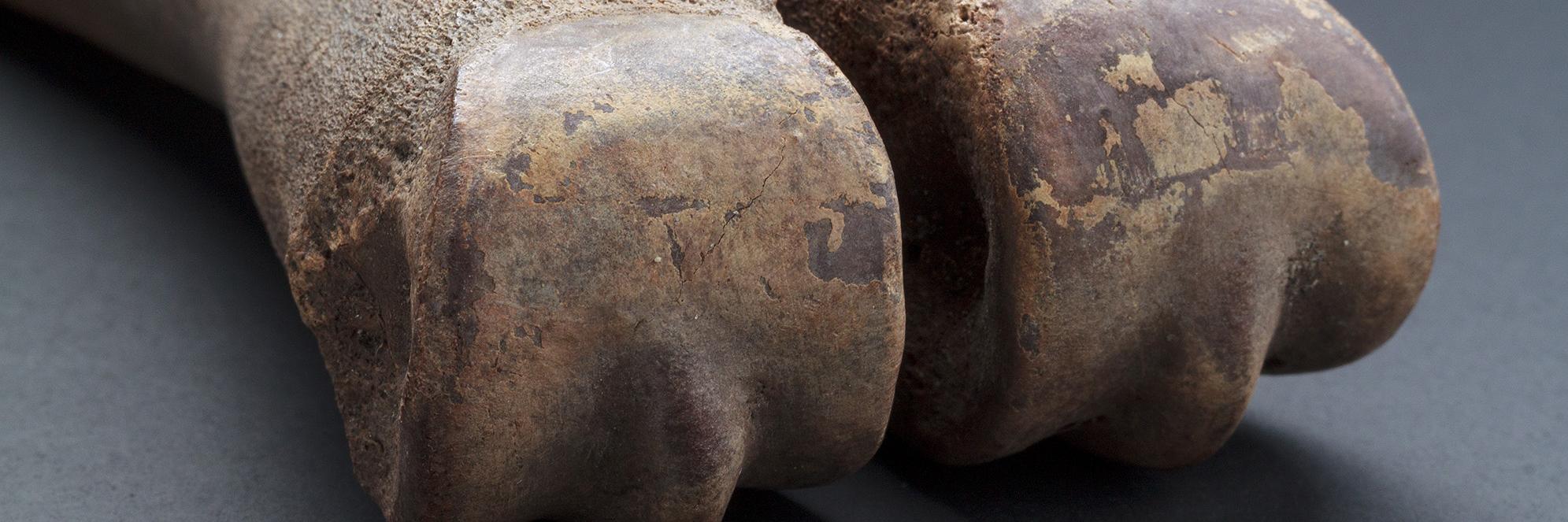 Inicio | Museo Arqueológico de La Serena
